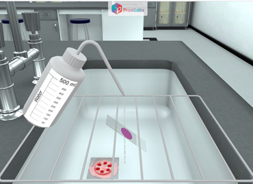 Gram-Staining Technique Virtual Lab Simulation | PraxiLabs