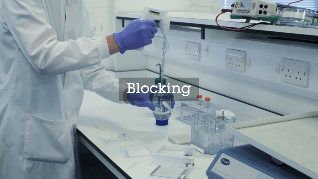 The Concept, Processes, and Applications of Western Blotting