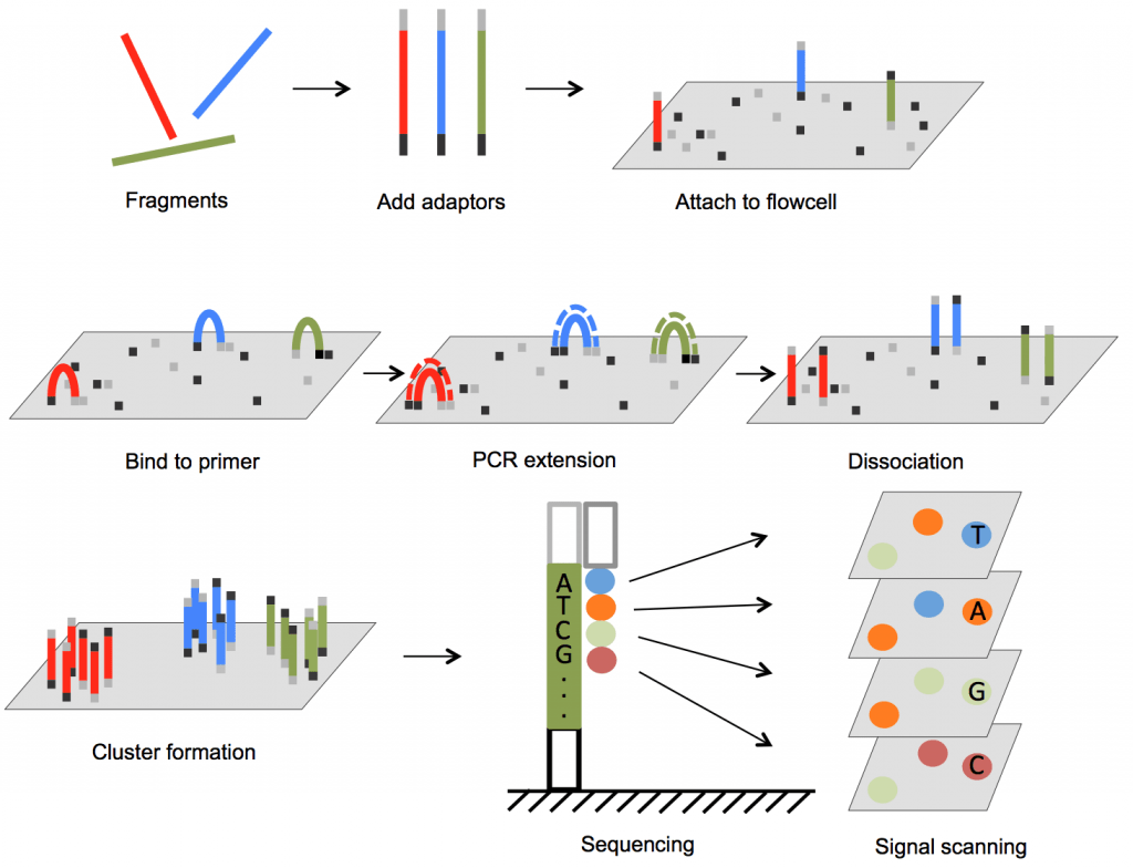 DNA Sequencing: Definition, Importance, Methods and More