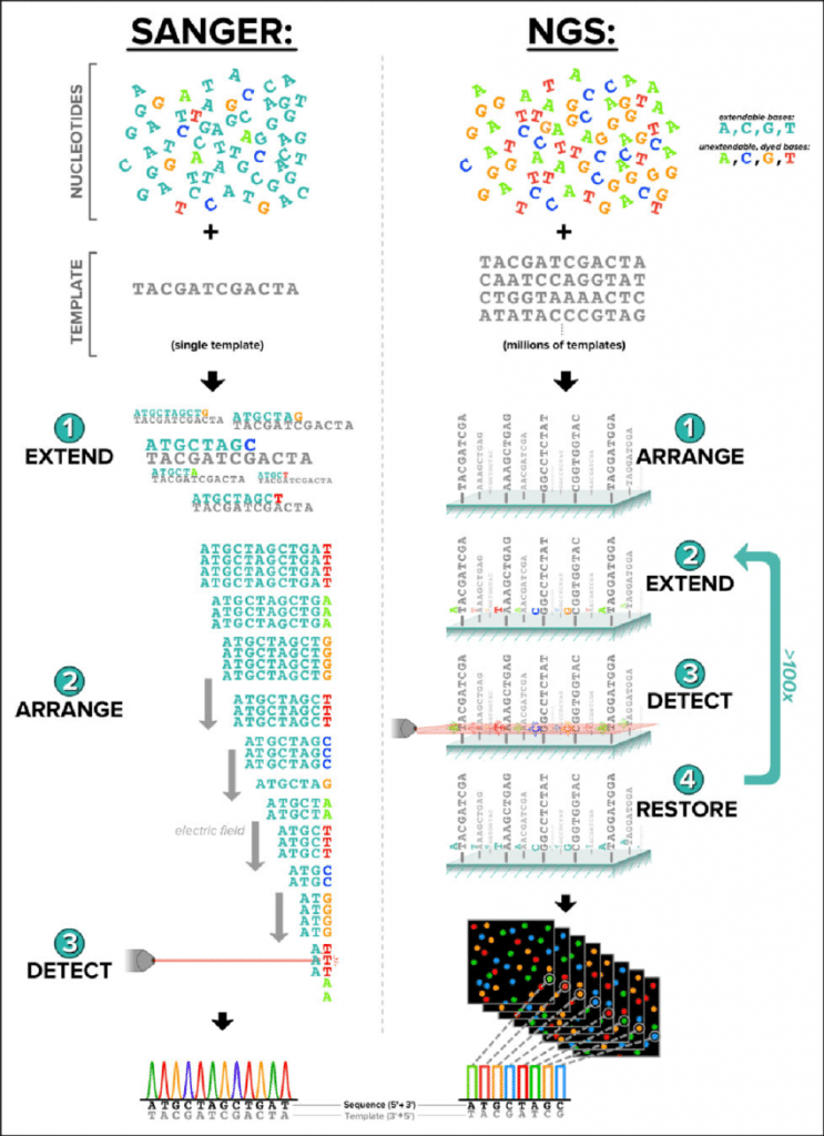 DNA Sequencing: Definition, Importance, Methods and More