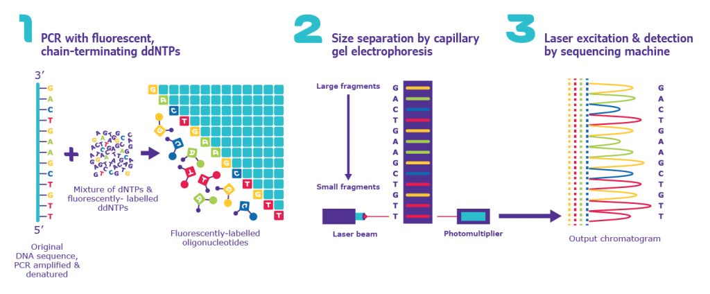 DNA Sequencing: Definition, Importance, Methods and More
