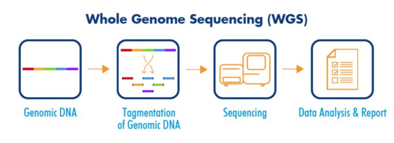 DNA Sequencing: Definition, Importance, Methods and More