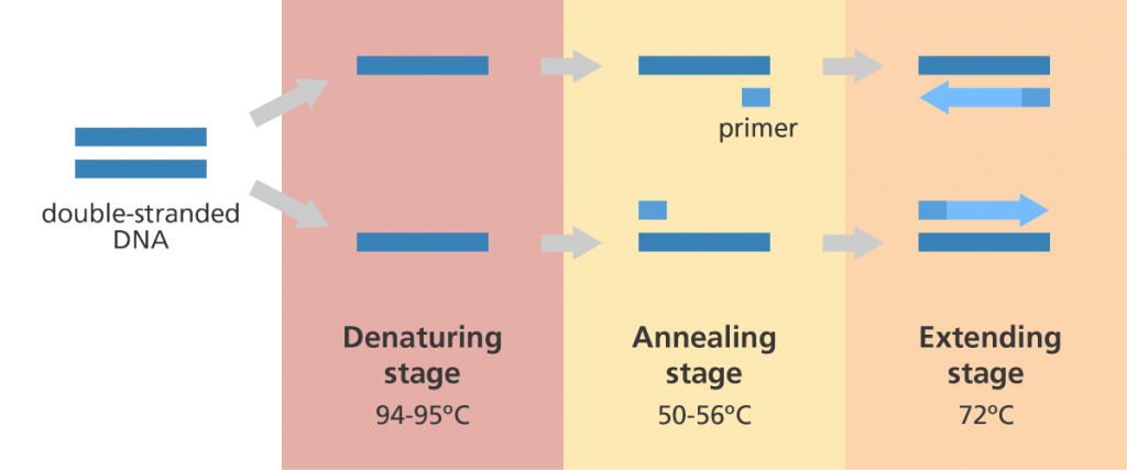 What Are The Three Basic Steps of Conventional PCR?