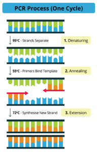 What Are The Three Basic Steps of Conventional PCR?