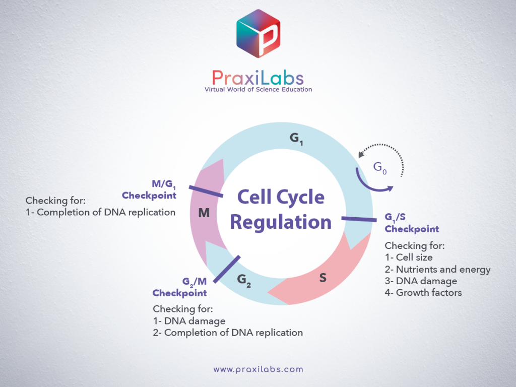 Cell Cycle Stages & Regulation by Cyclins and CDKs