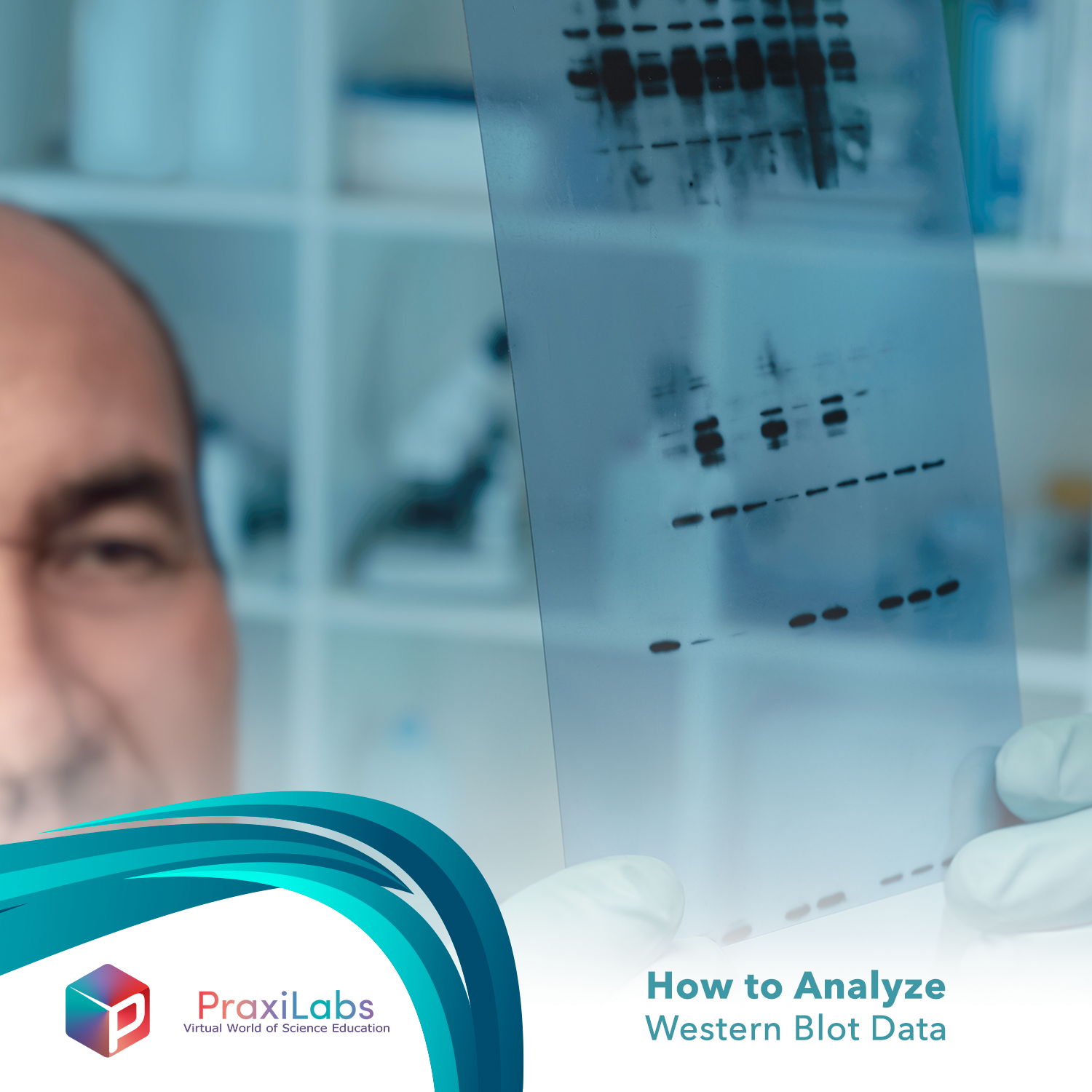 Western Blot analysis: steps & applications guide