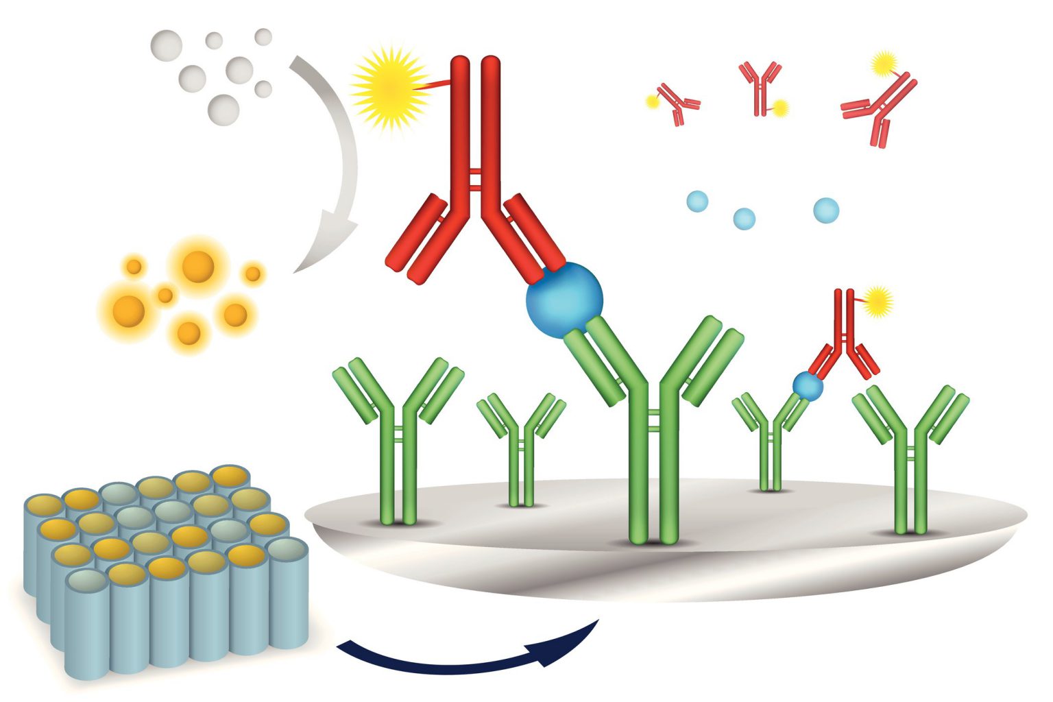 ELISA Principle, Procedure, Types, and Applications