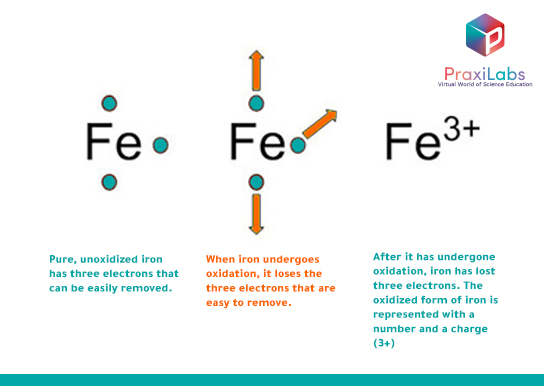 Oxidation and Reduction Reactions with examples - praxilabs