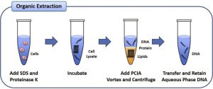 7 Different DNA Extraction Methods - praxilabs