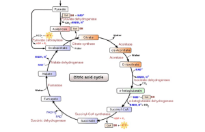 The Krebs Cycle A Step-by-Step Explanation - PraxiLabs