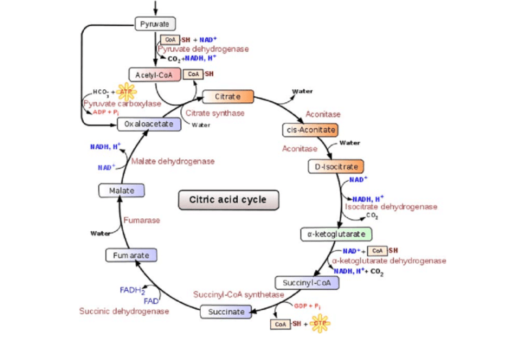 The Krebs Cycle A Step-by-Step Explanation - PraxiLabs