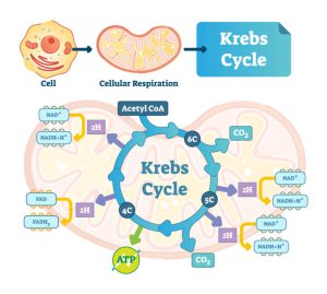 The Krebs Cycle | A Step-by-Step Explanation - PraxiLabs