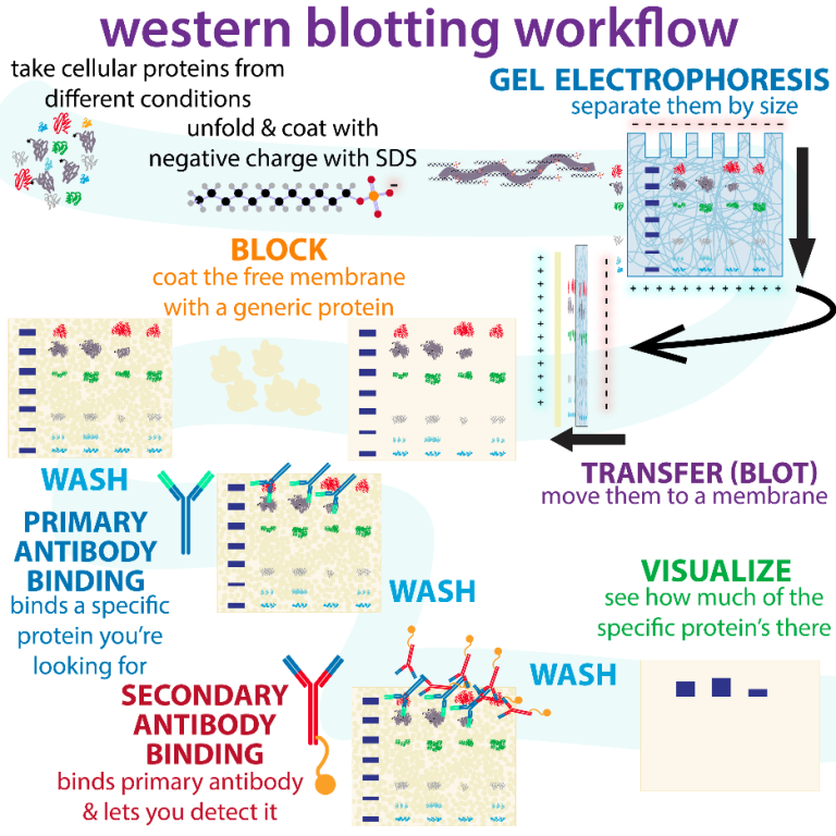 Demystifying Western Blot Test : Answering Your Top Questions